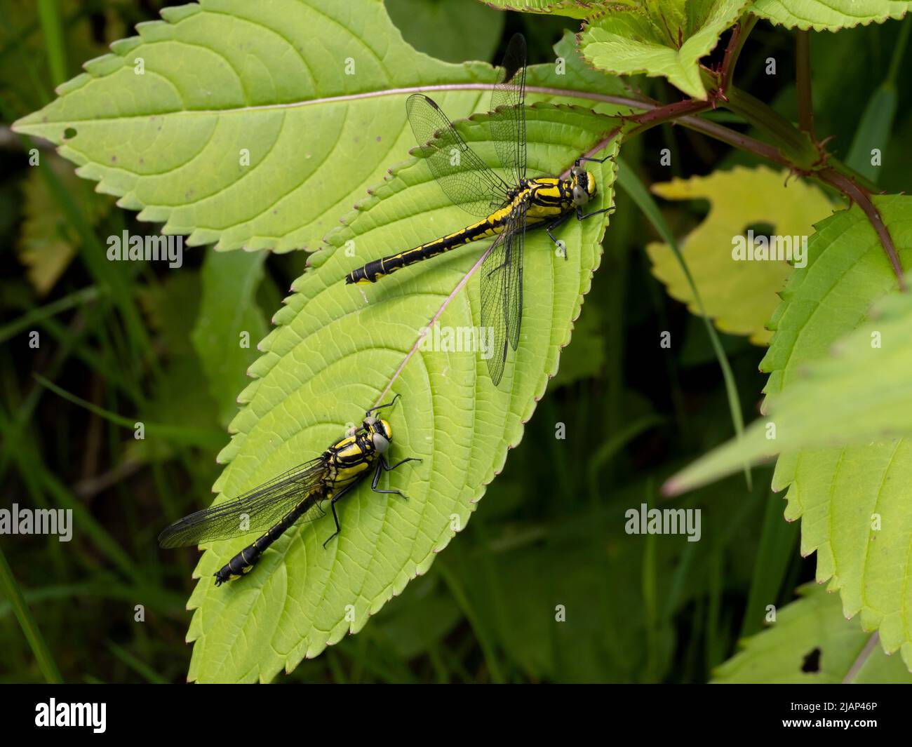 Common Clubtail Dragonfly (Gomphus vulgatissimus). Male and female ...