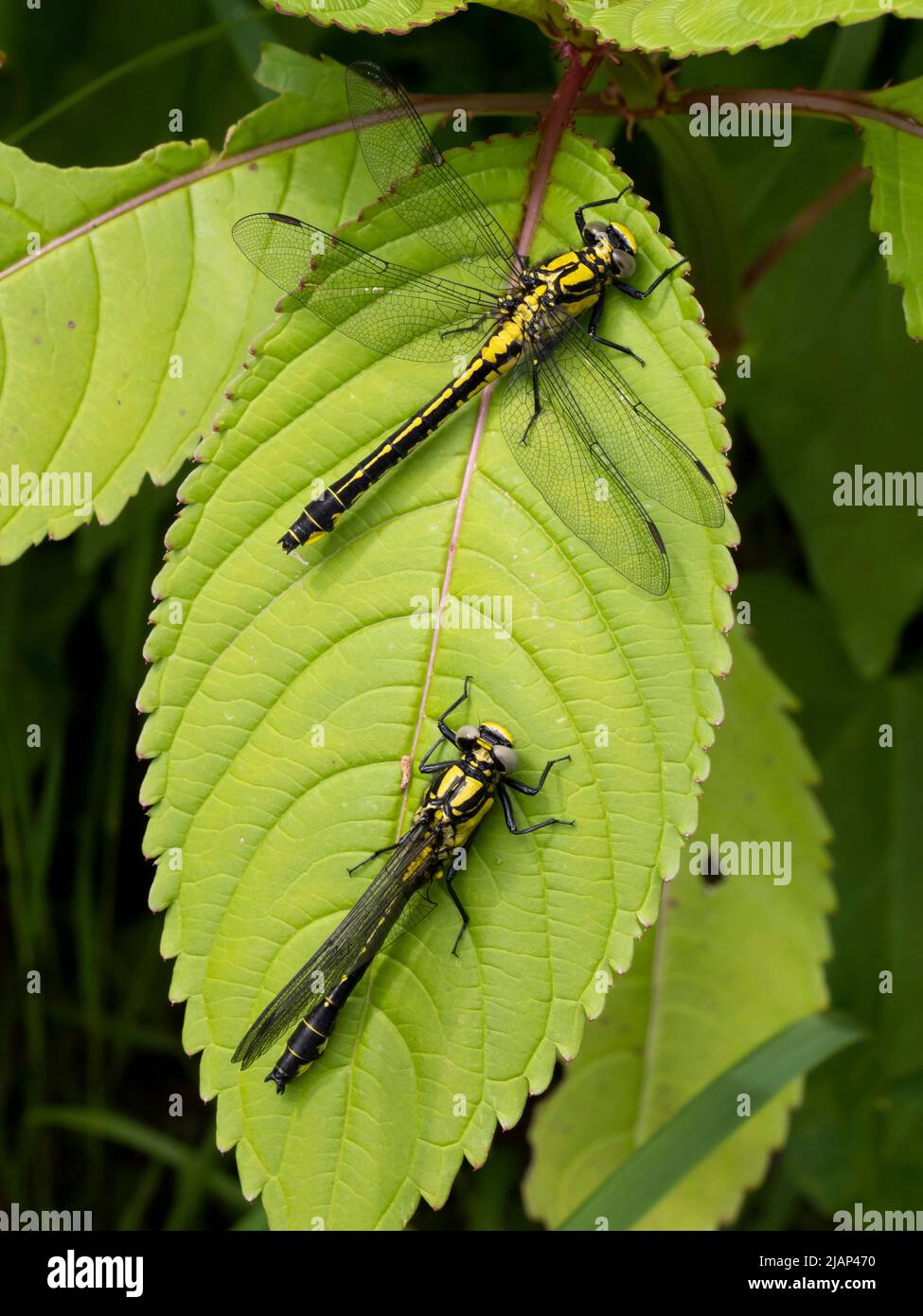 Common Clubtail Dragonfly (Gomphus vulgatissimus). Male and female ...