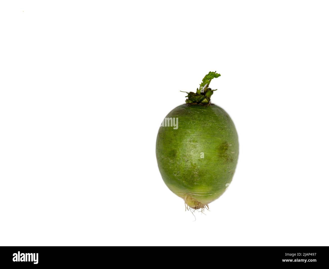 Radish on a white background. A useful product. Vegetable Stock Photo ...