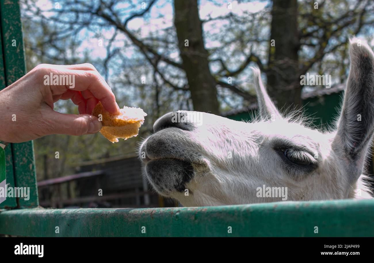 Lama eats food from a woman's hand at the zoo Stock Photo - Alamy