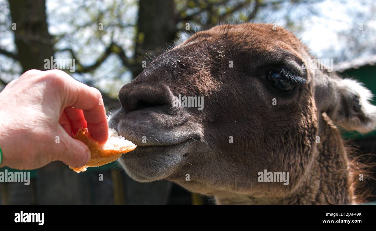 Lama eats food from a woman's hand at the zoo Stock Photo - Alamy