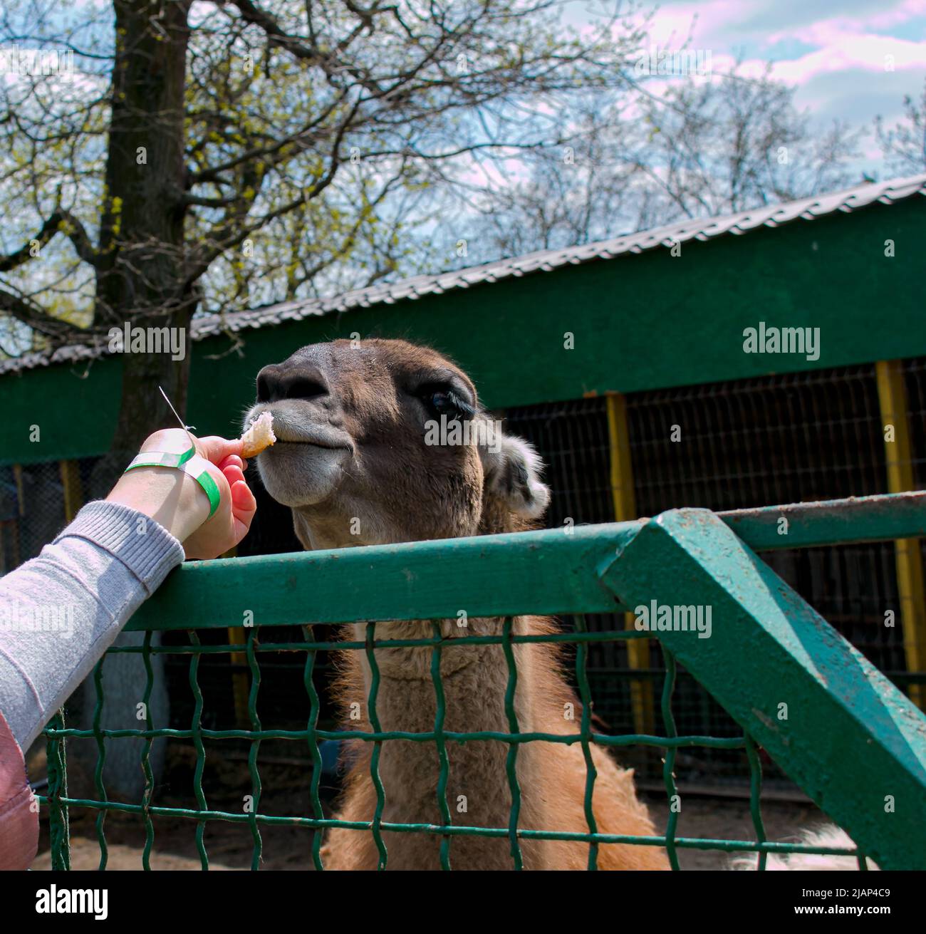 Lama eats food from a woman's hand at the zoo Stock Photo - Alamy