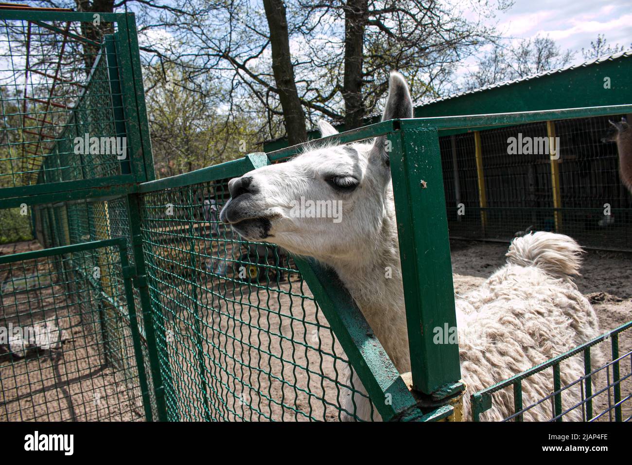 Cute alpaca (lama, llama) in animal farm. Beautiful alpaca or llama in ...