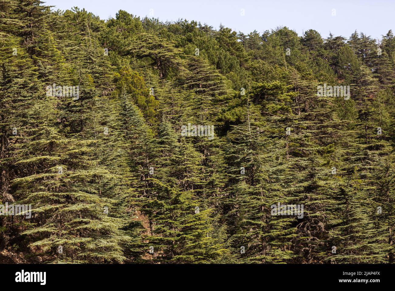 Cedar forest hi-res stock photography and images - Alamy