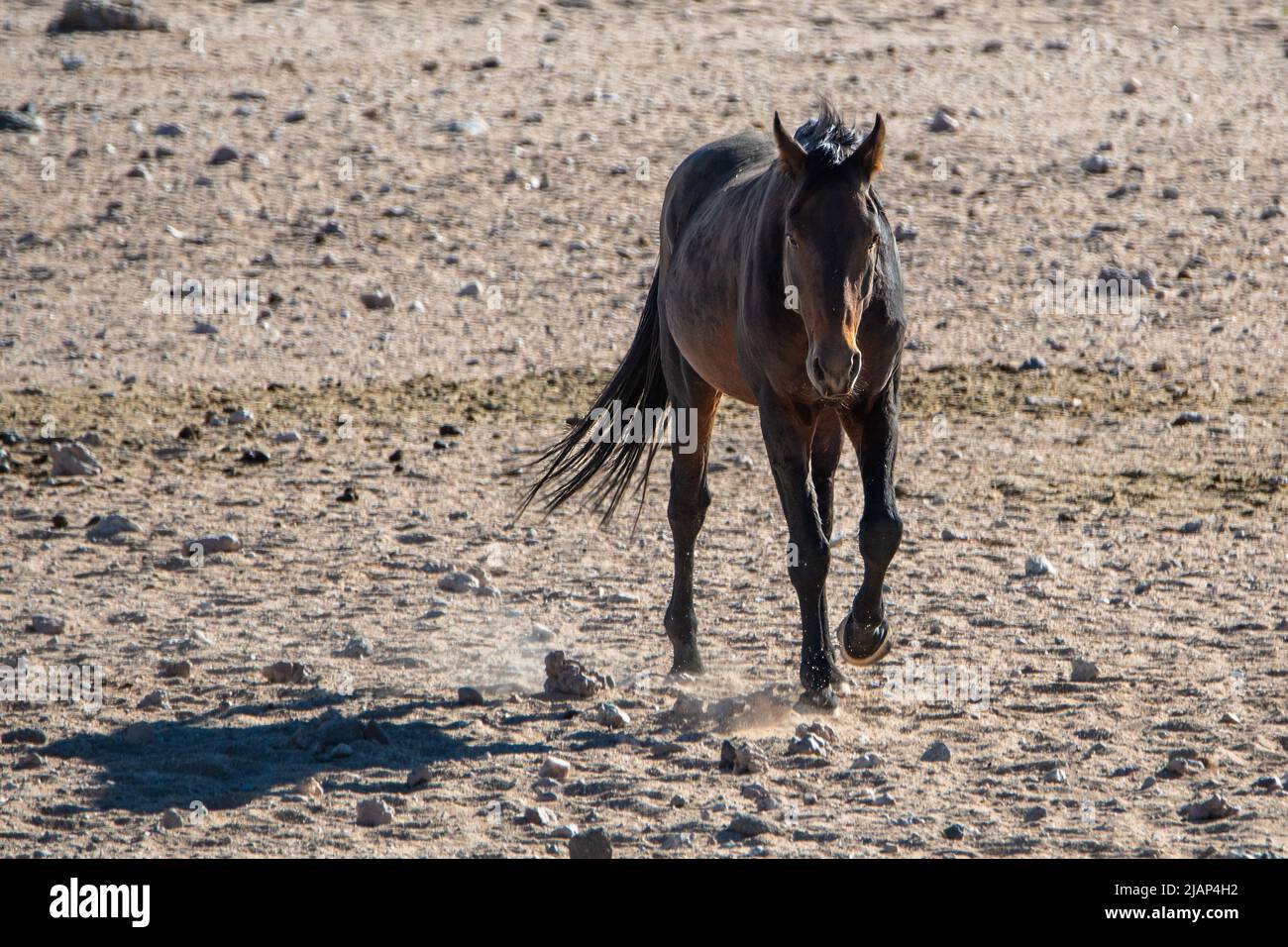 desert horses of garub in the namib desert in namibia Stock Photo - Alamy