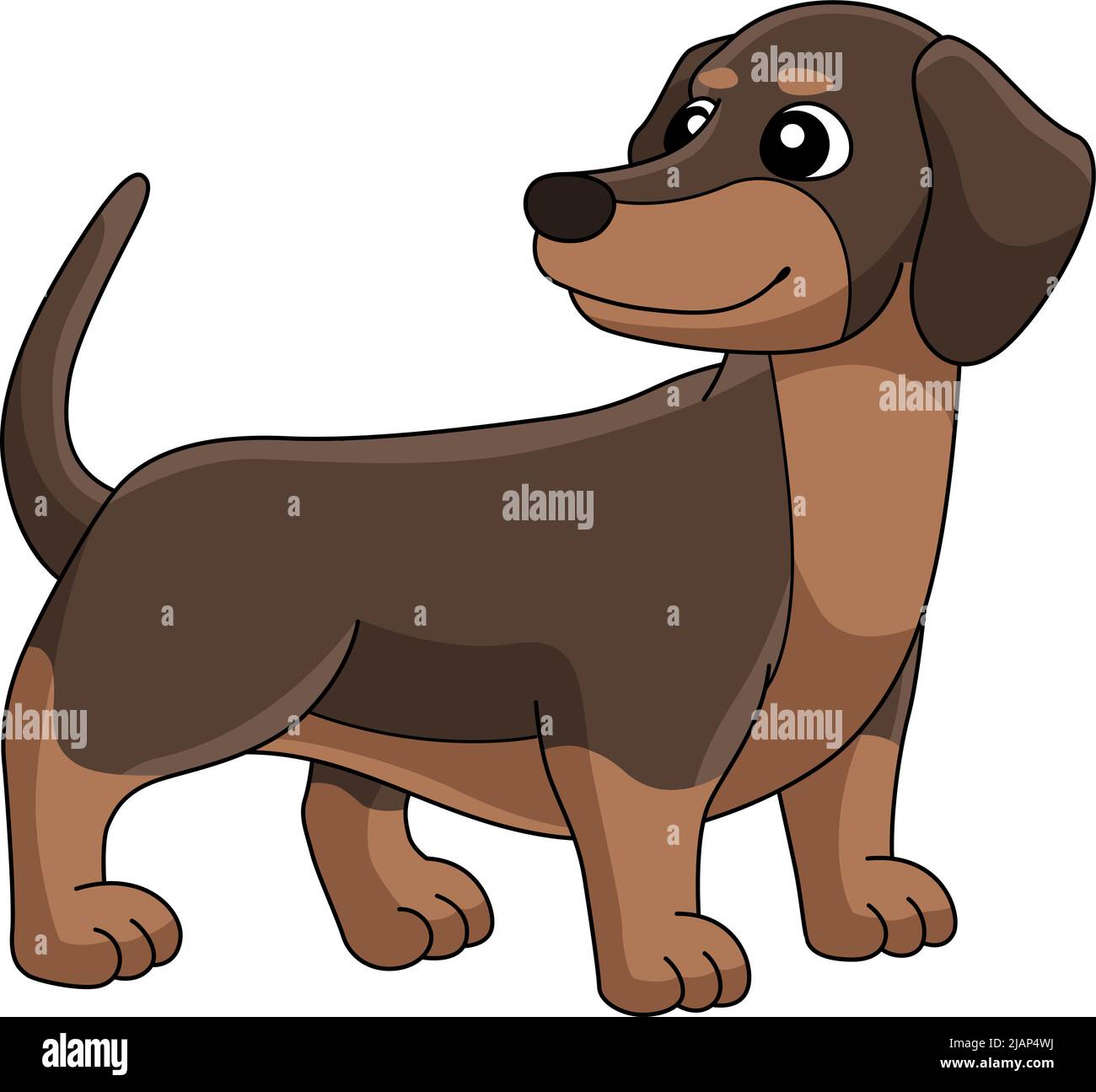 Wiener dog vector hi-res stock photography and images - Alamy