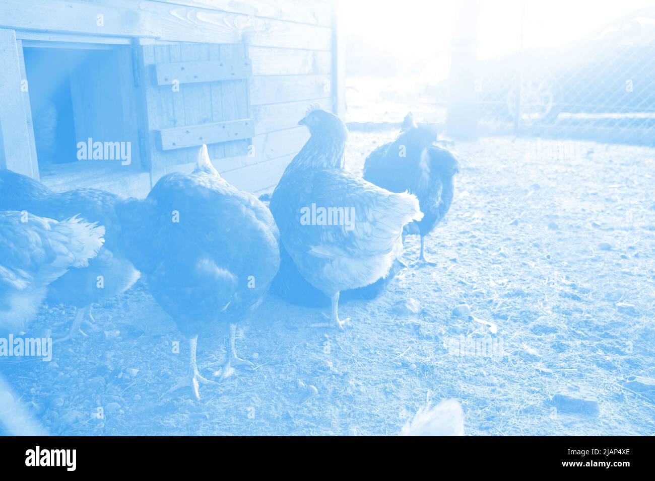 Farm hens in yard. Selective focus. Antibiotic free and hormone free ...