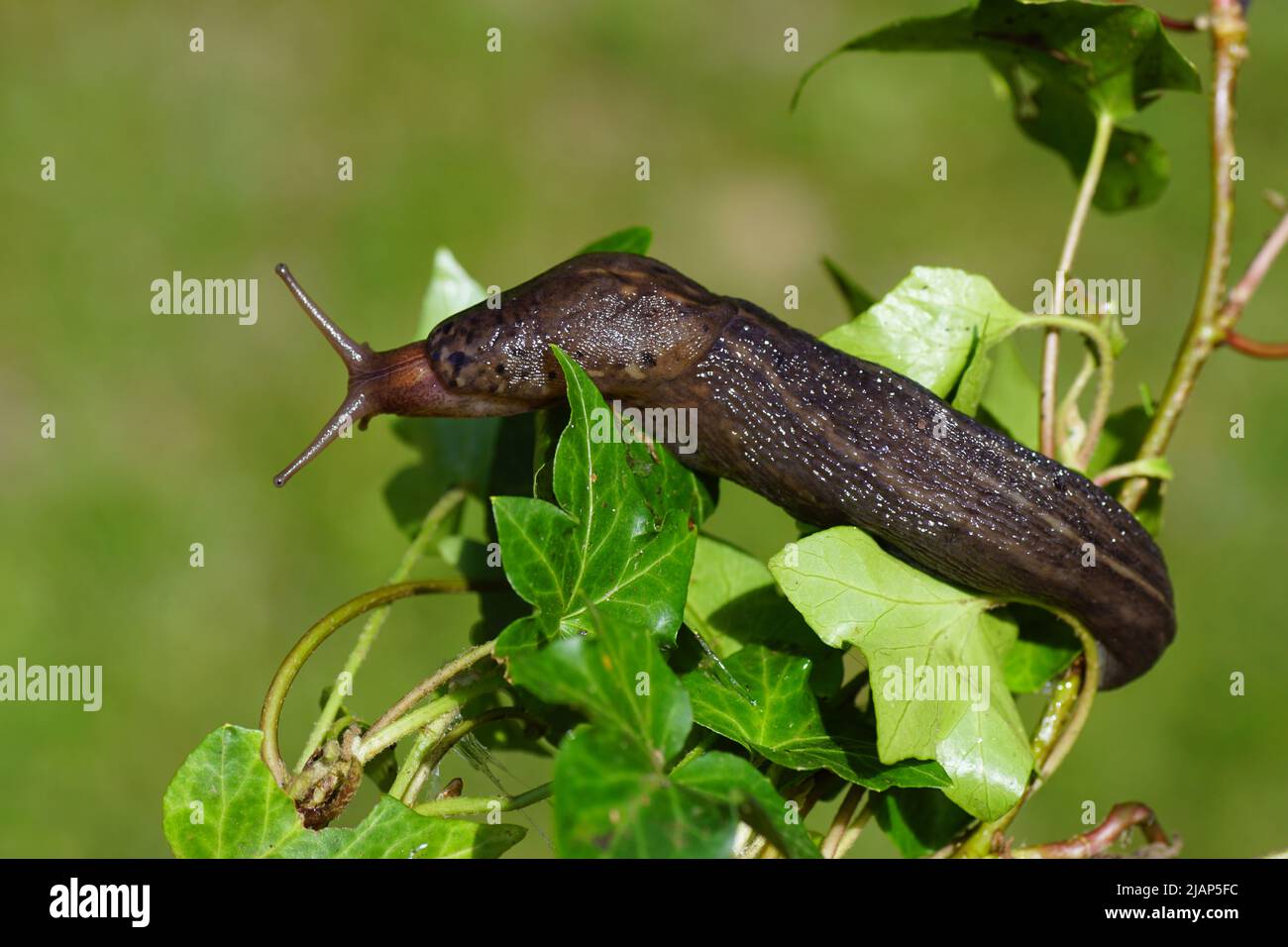 Great gray slug, leopard slug (Limax maximus), family Limacidae ...