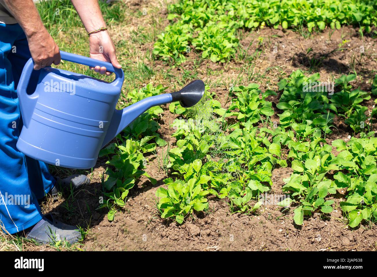 A man is watering a vegetable garden with a watering can. Growing ...