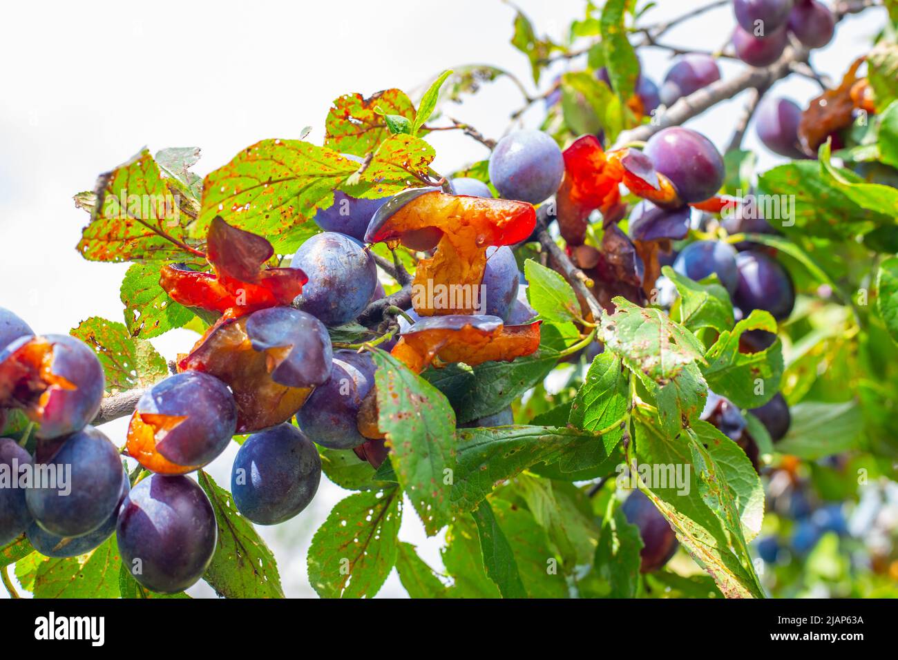 Plum rain season hi-res stock photography and images - Alamy