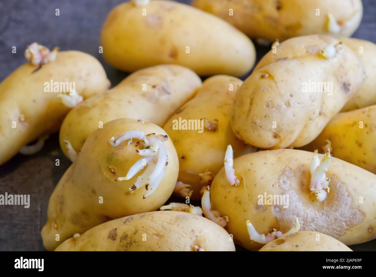 Root crops hi-res stock photography and images - Alamy