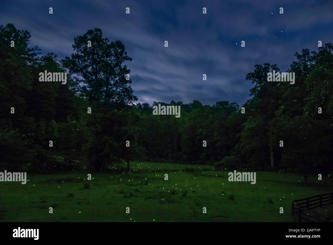 Firefly park hi-res stock photography and images - Alamy