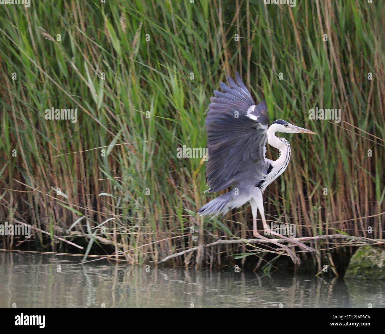 Large Bird Gray Heron landing in the marshy swamp near the bamboo reeds ...