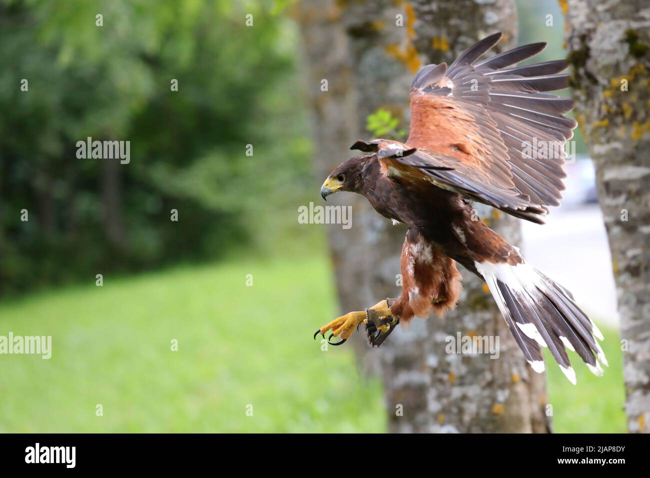 Harris hawk catching hi-res stock photography and images - Alamy