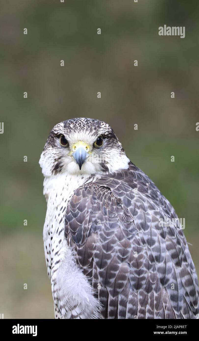 Peregrine falcon looking at camera hi-res stock photography and images ...