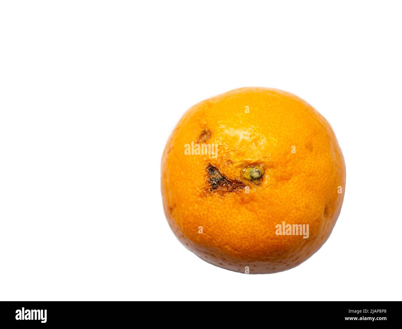 Rotten tangerine on a white background. Whole juicy fruit Stock Photo ...