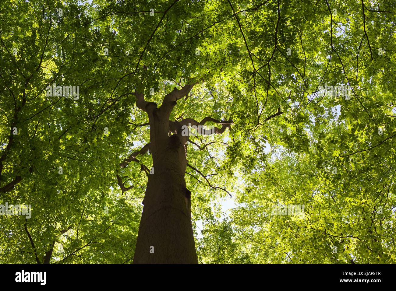 View along trunk high up to top of tree and huge crown with fresh green ...