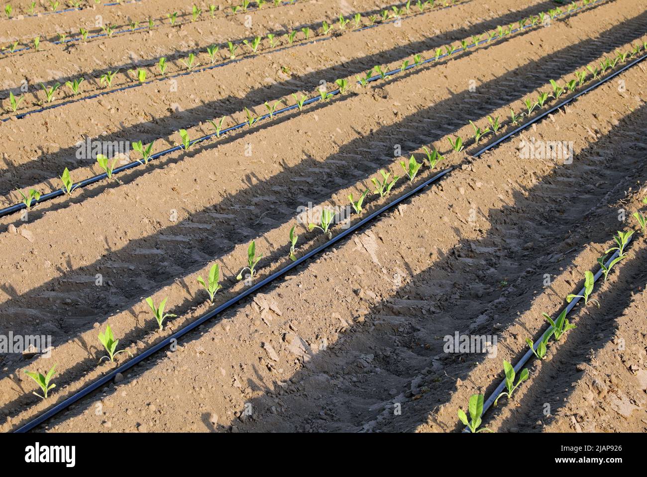 shoots in the cultivated field and the automatic irrigation system with ...