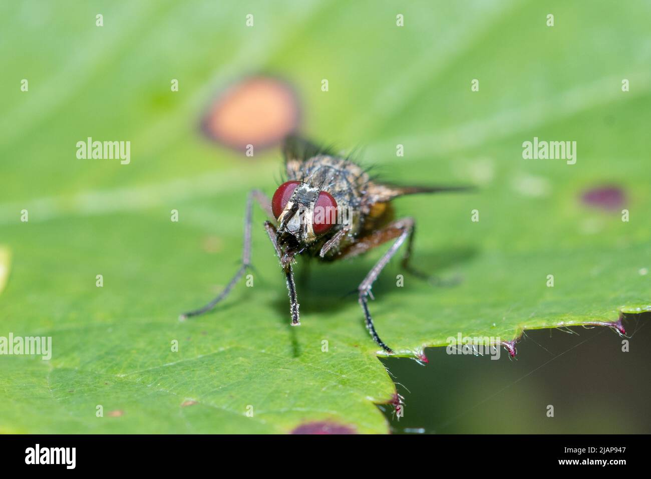 An unidentified fly. Taken at Hawthorn, Seaham, UK Stock Photo - Alamy