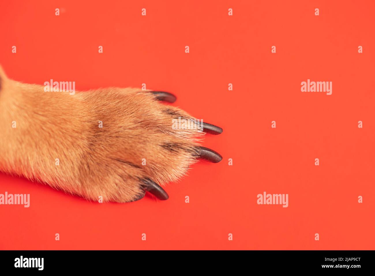 Macro photo of paws. Brown paw of a little dog on a red background ...
