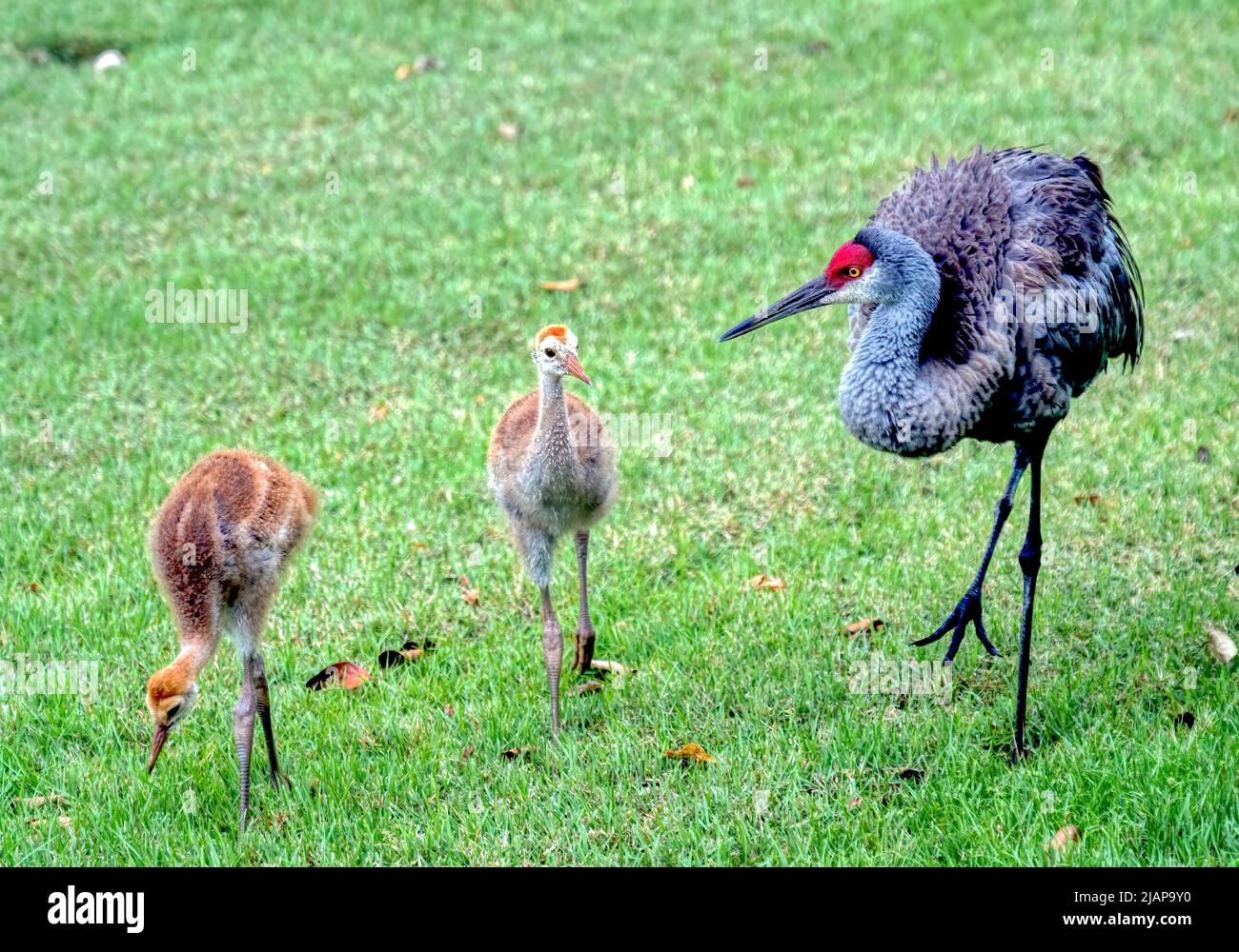 Sandhill cranes feeding in water hi-res stock photography and images ...