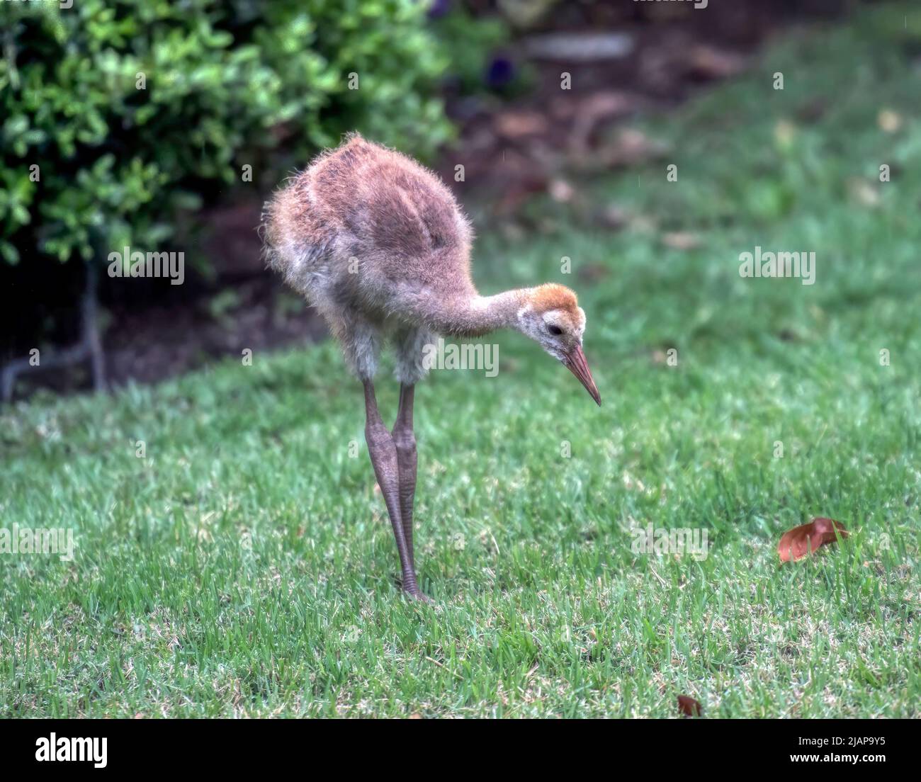 Feeding baby crane hi-res stock photography and images - Alamy