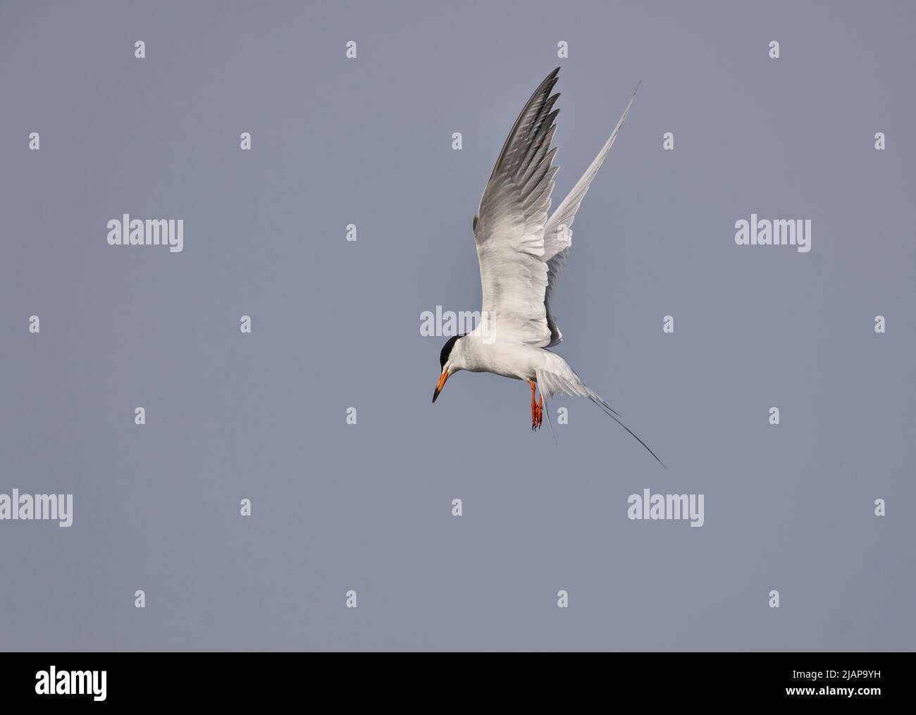 Forster’s tern (Sterna forsteri), Frank Lake, Alberta, Canada Stock ...