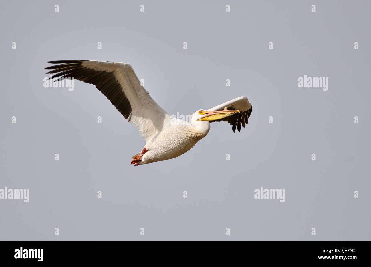 American white pelicans (Pelecanus erythrorhynchos) in flight, Frank ...