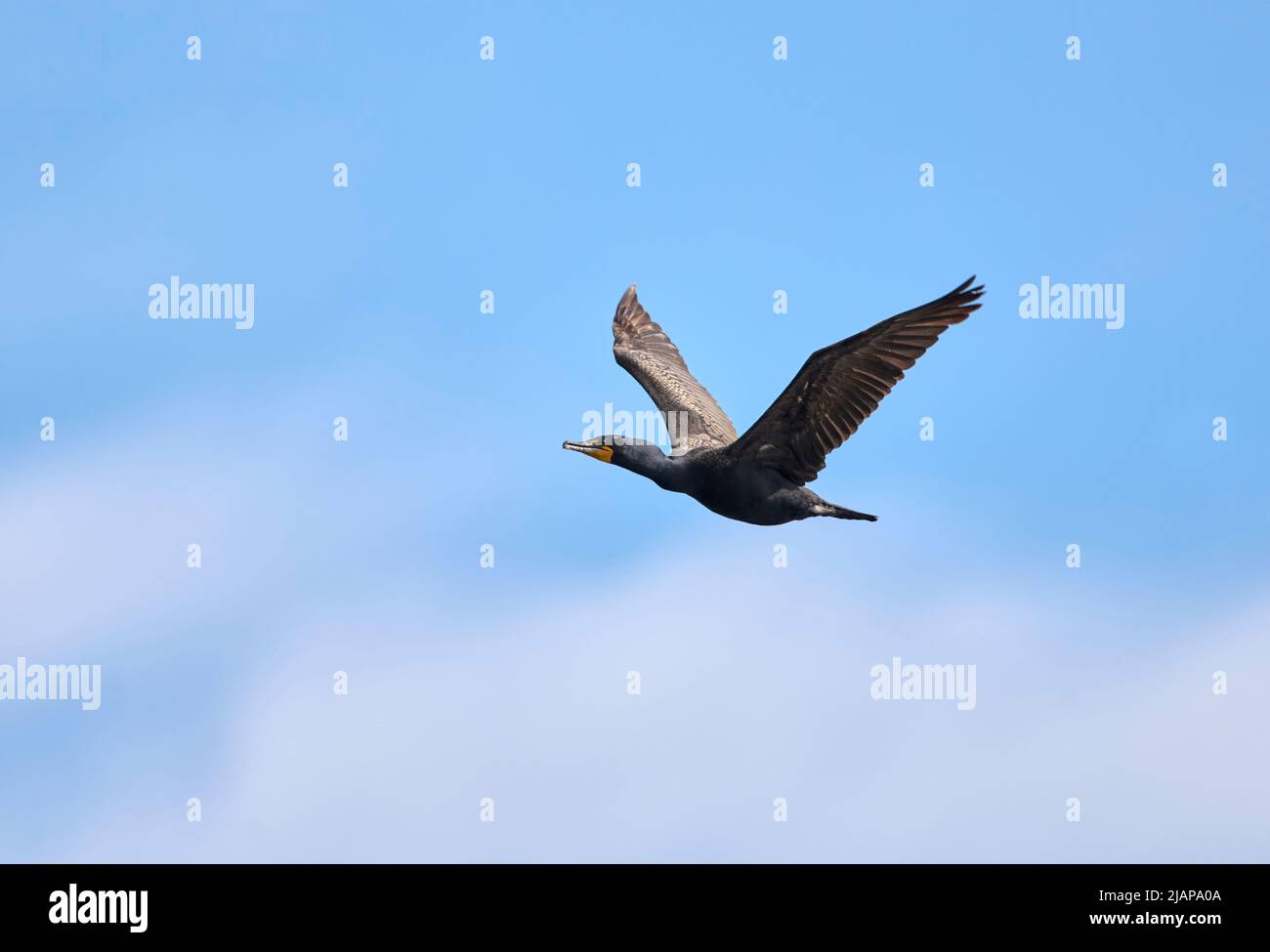 Double-crested cormorant (Phalacrocorax auritus) in flight, Frank Lake ...