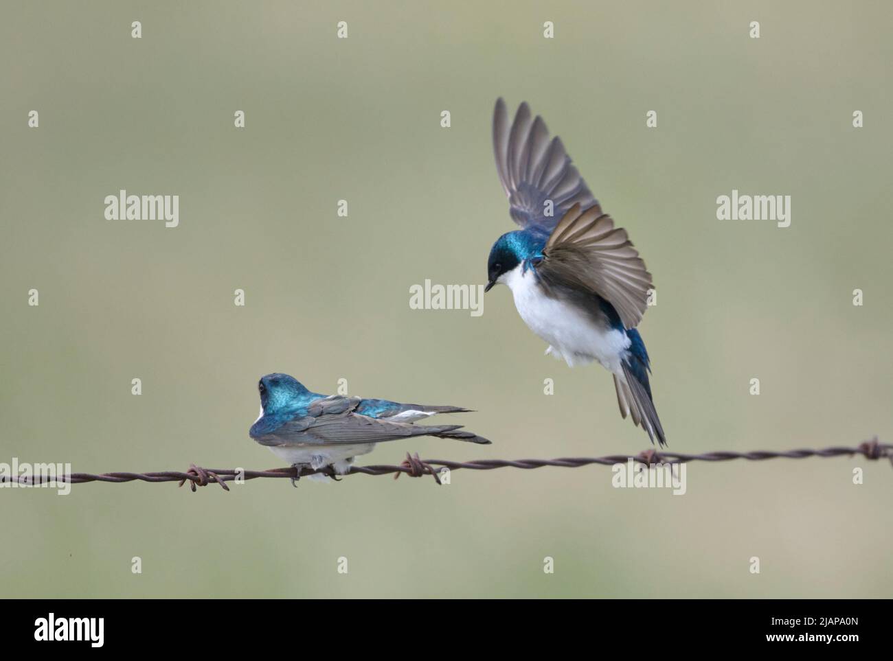 Tree swallows (Tachycineta bicolor) mating, Frank Lake, Alberta, Canada ...