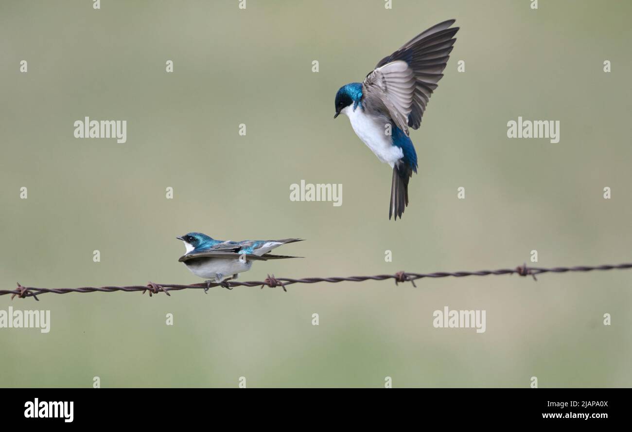 Tree swallows (Tachycineta bicolor) mating, Frank Lake, Alberta, Canada ...