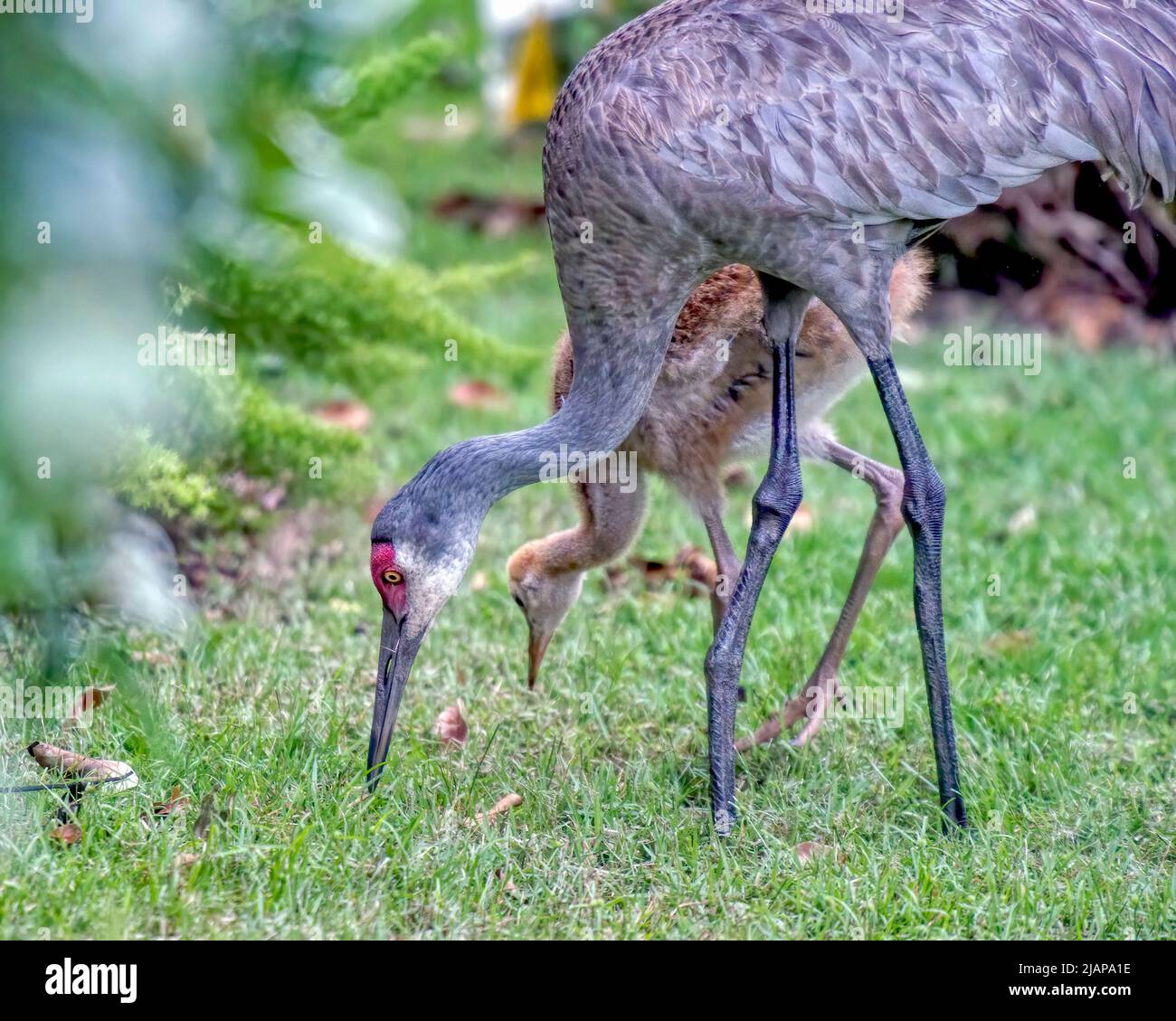 Feeding baby crane hi-res stock photography and images - Alamy