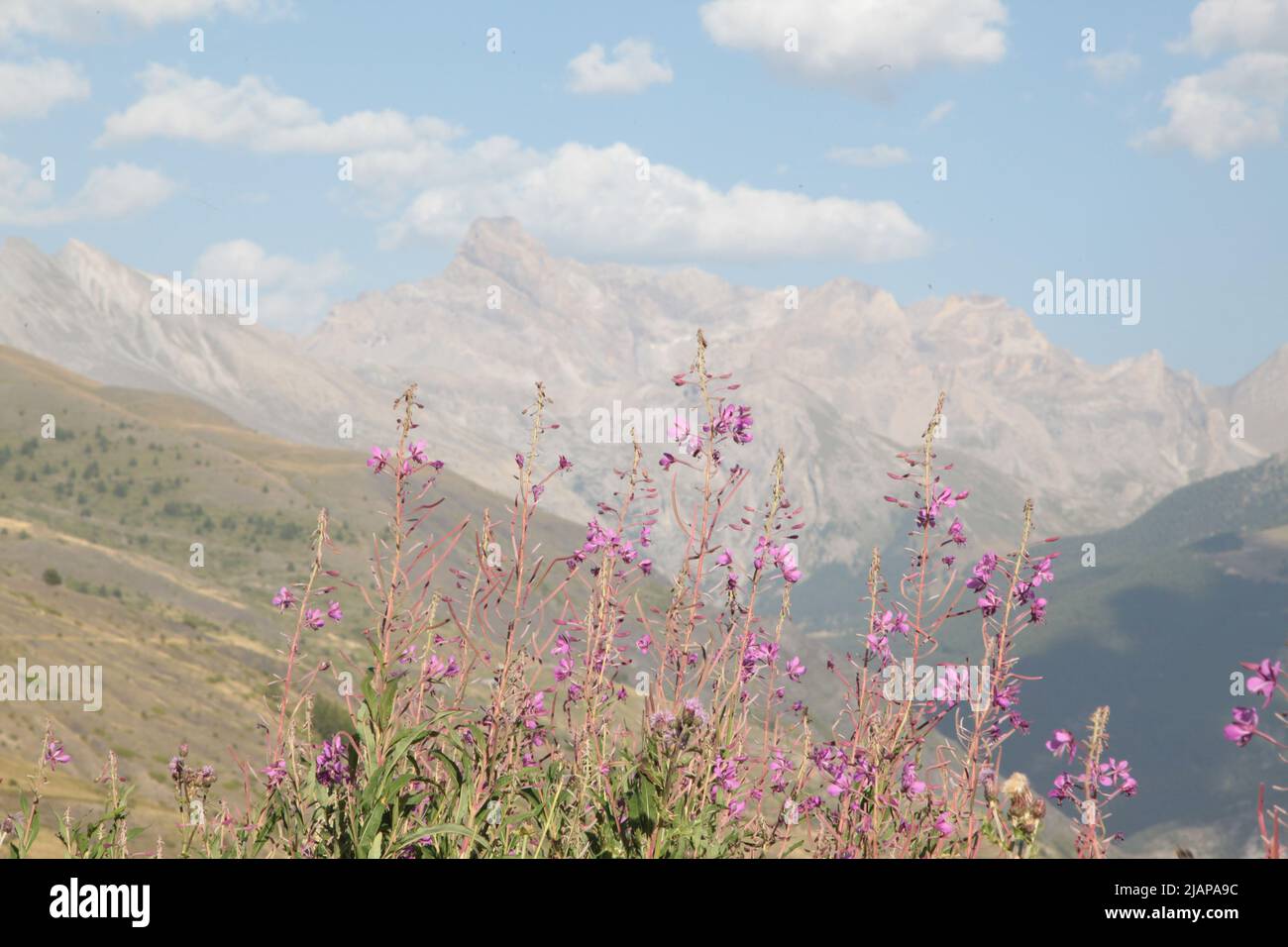 Vars flowers hi-res stock photography and images - Alamy