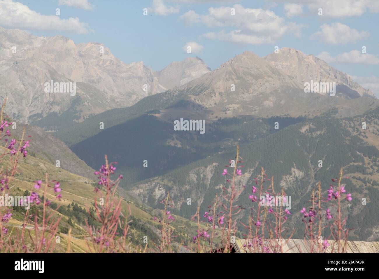 Vars flowers hi-res stock photography and images - Alamy