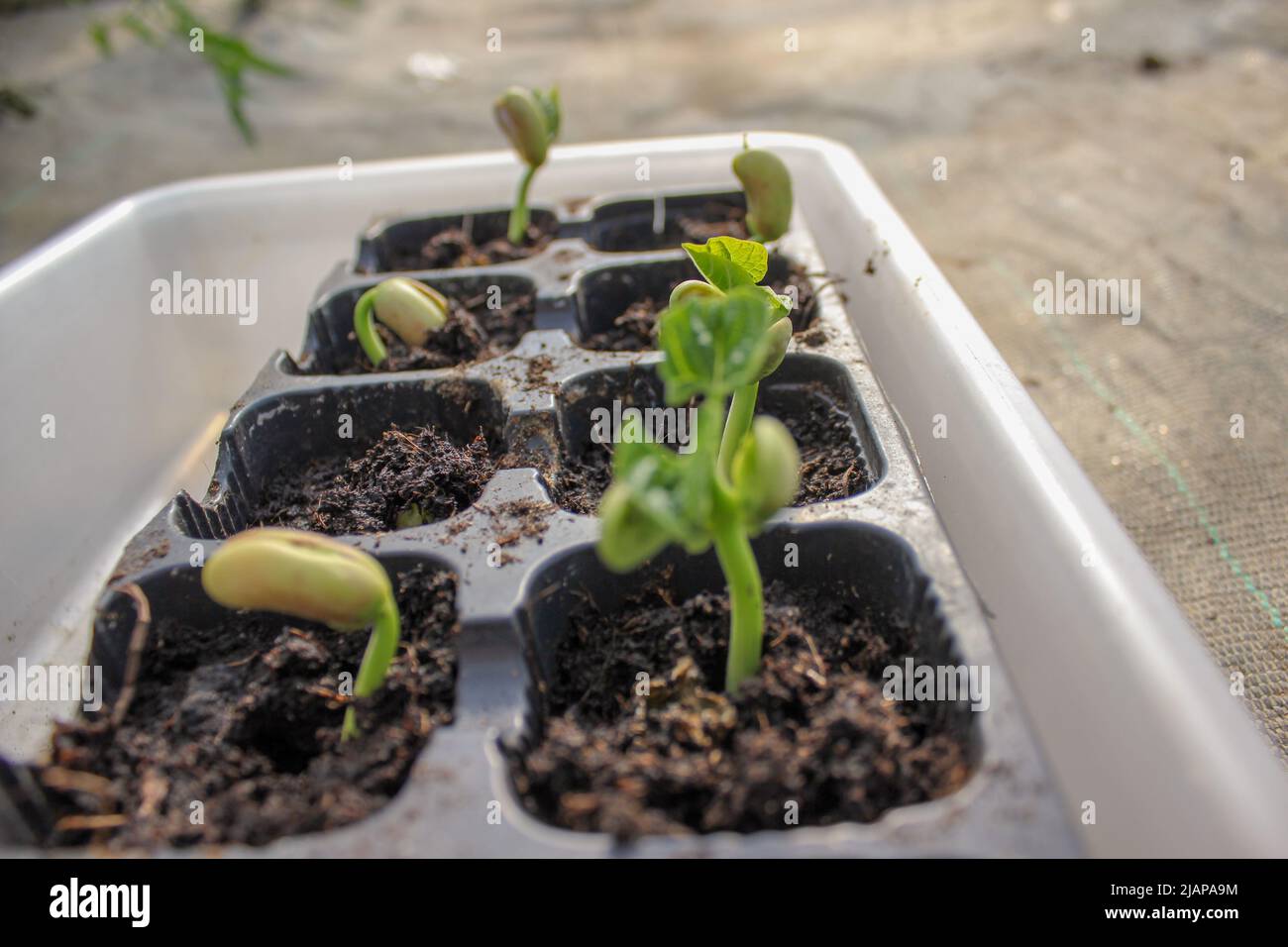 Very fast growing plants hi-res stock photography and images - Alamy