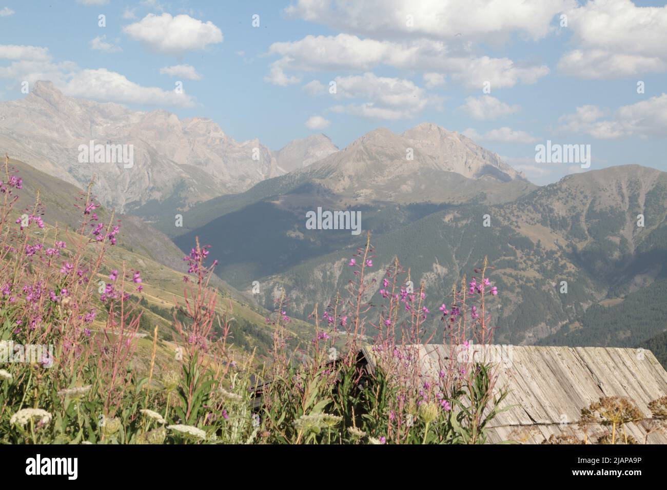 Fleurs de montagne au Col de Vars, Alpes de Haute Provence Stock Photo ...