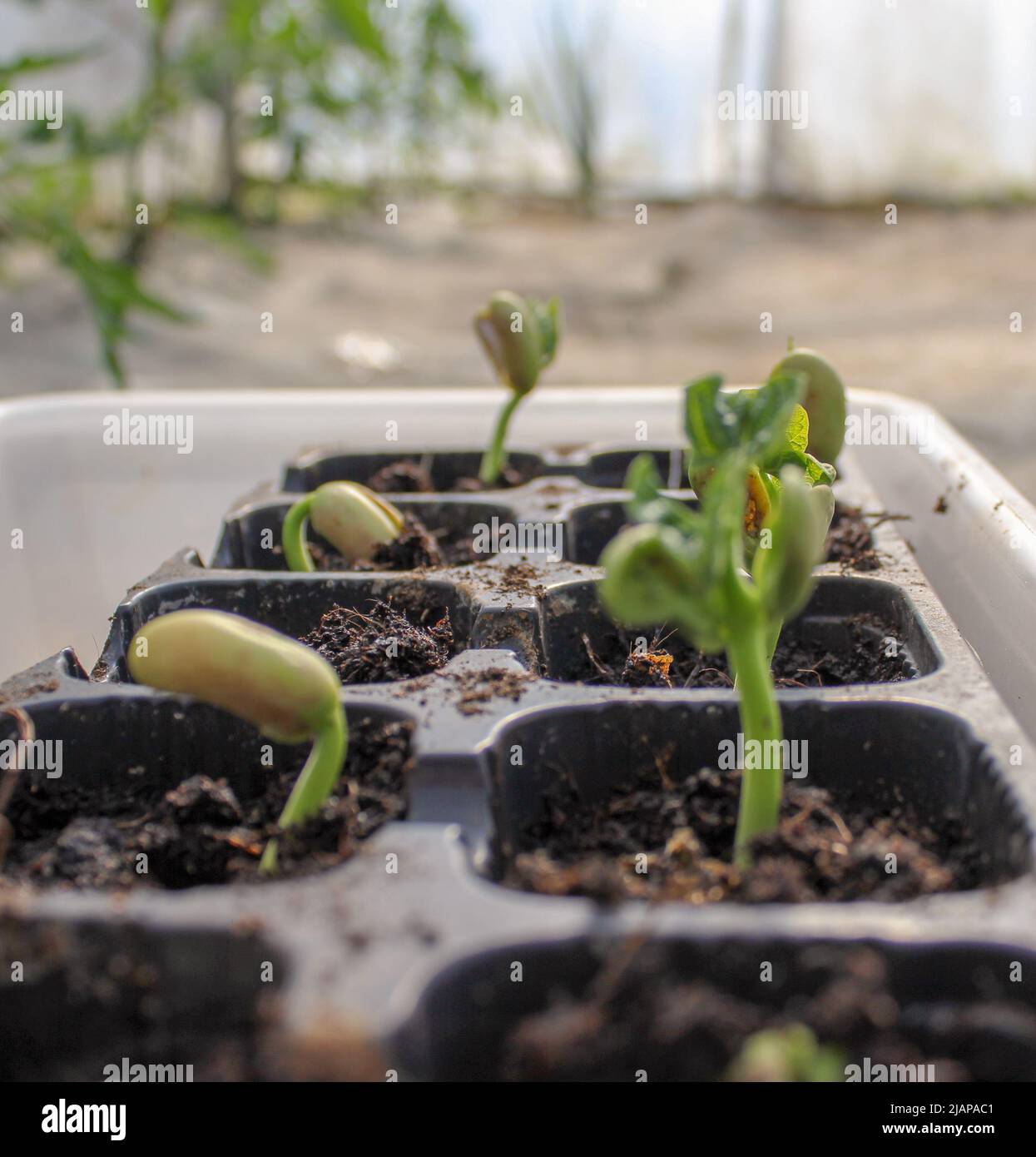 Fast growing plant hi-res stock photography and images - Alamy