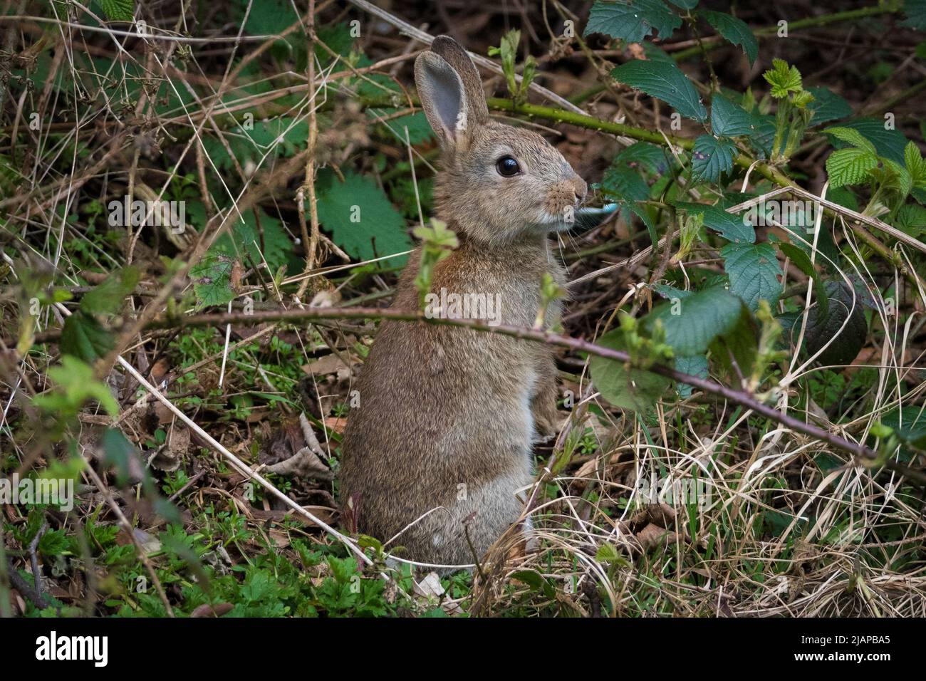 A rabbit standing up on the lookout. Taken in Barnes Park, Sunderland ...