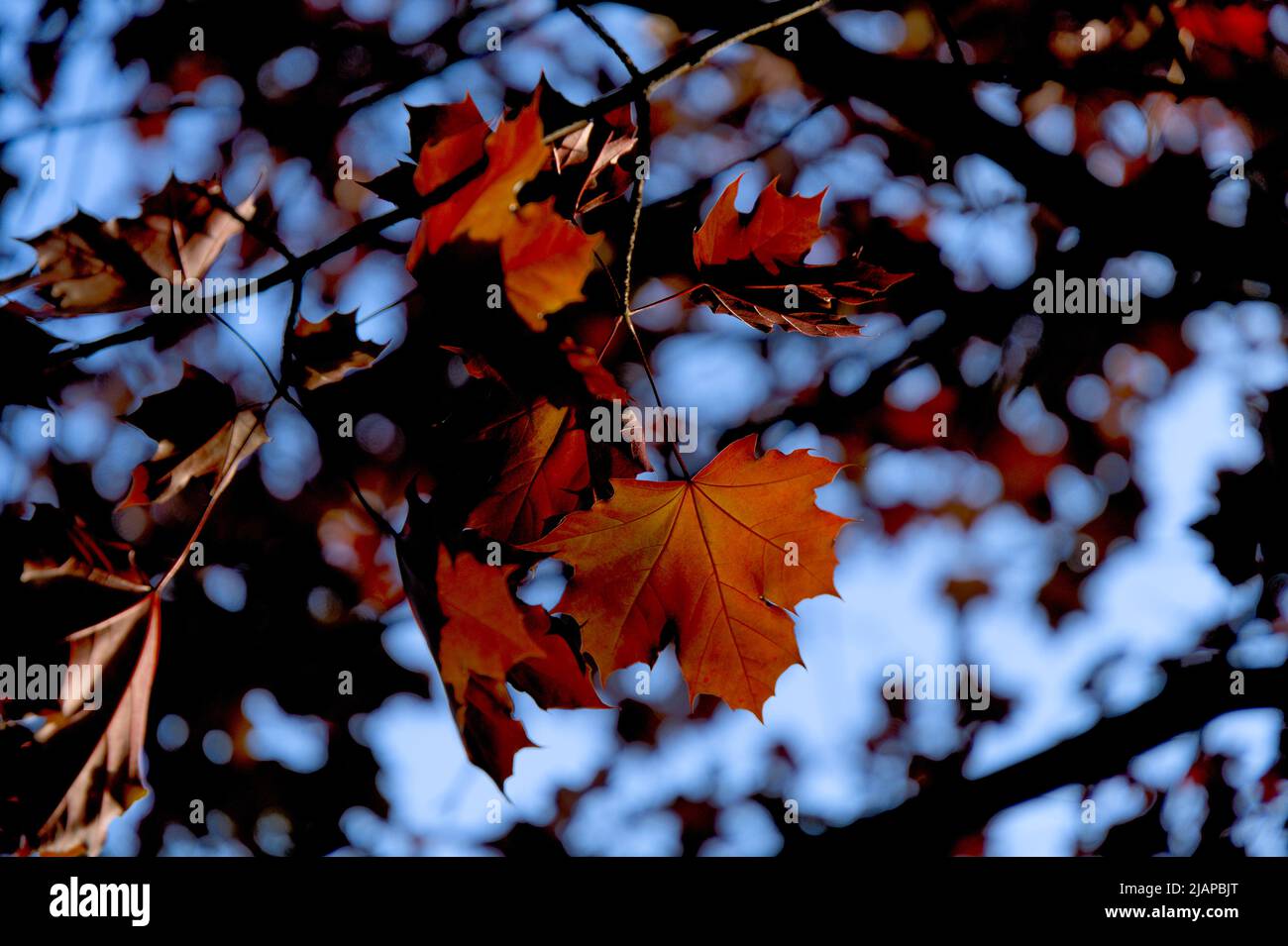 Sunshine through fall leaves of a Norway maple in Ottawa, Ontario ...