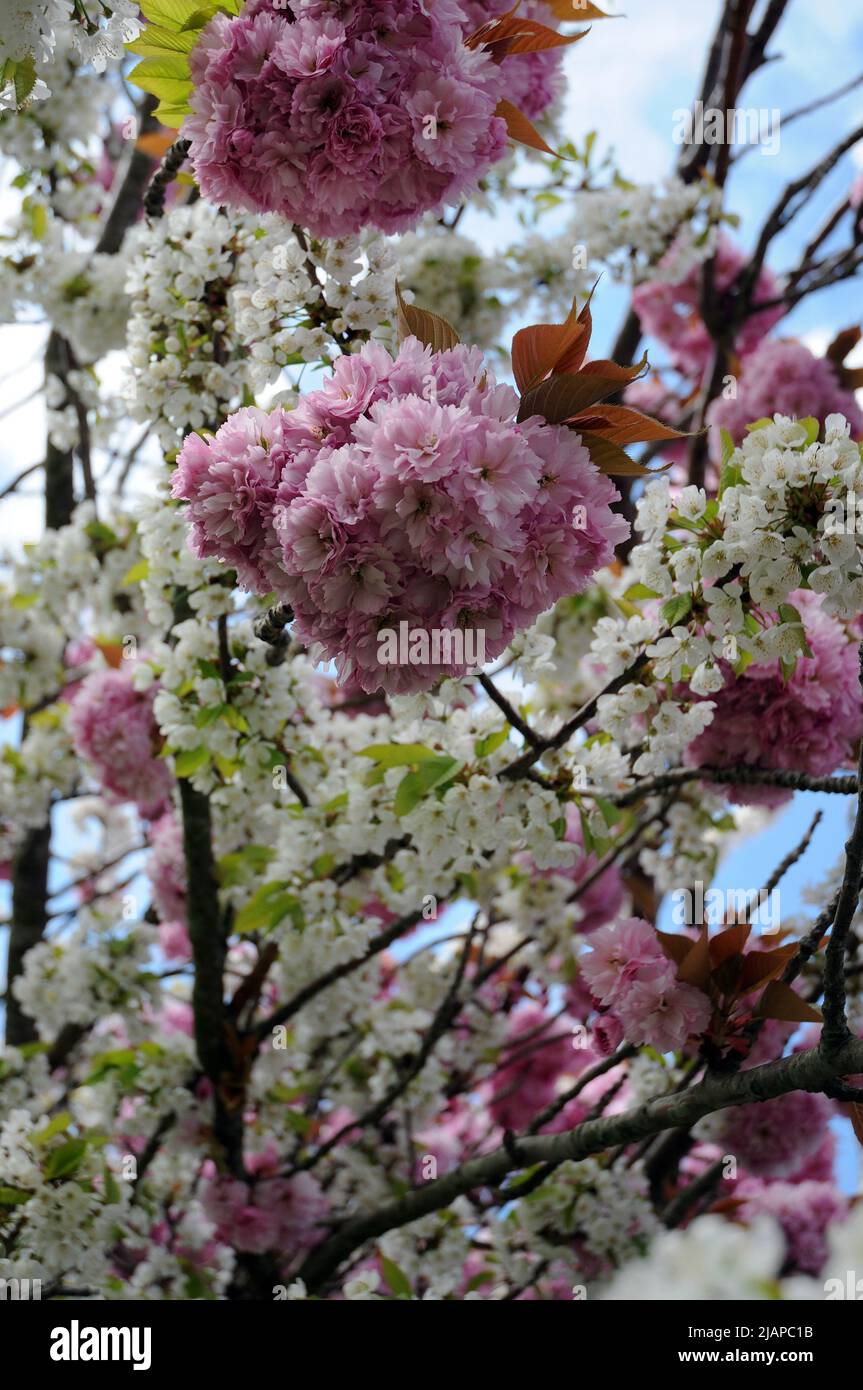 A FLOWERING CHERRY TREE THAT PRODUCES PINK AND WHITE BLOSSOM IN THE ...