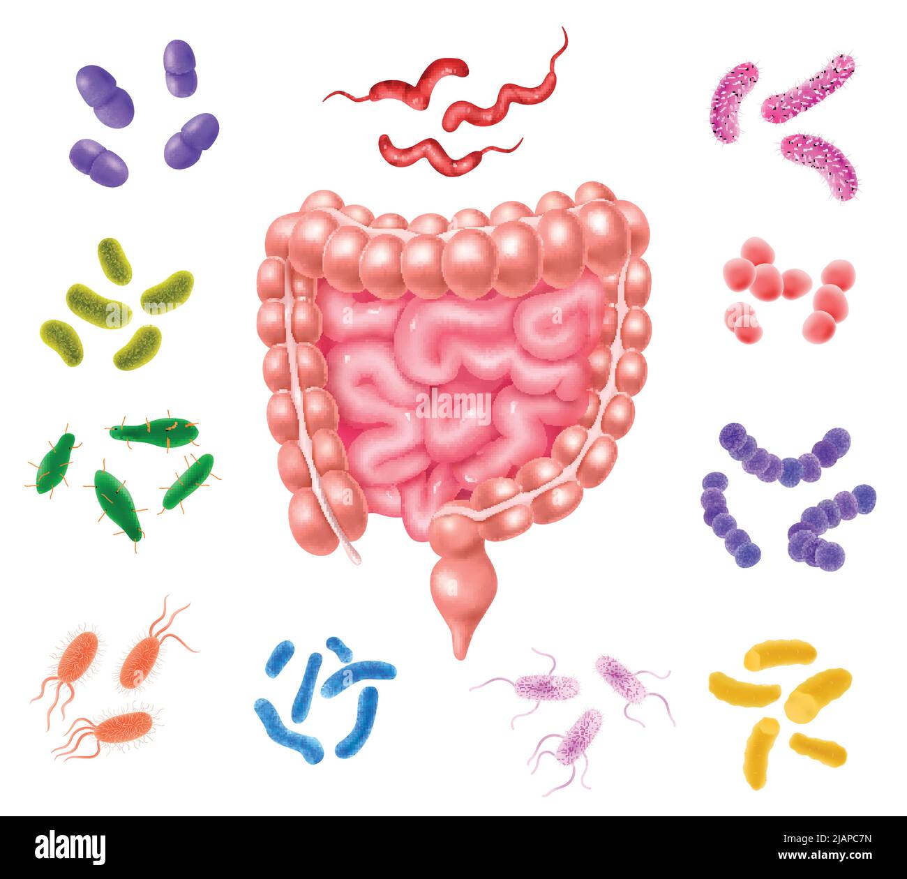 Human colon bacterial flora realistic color set with intestine image in ...