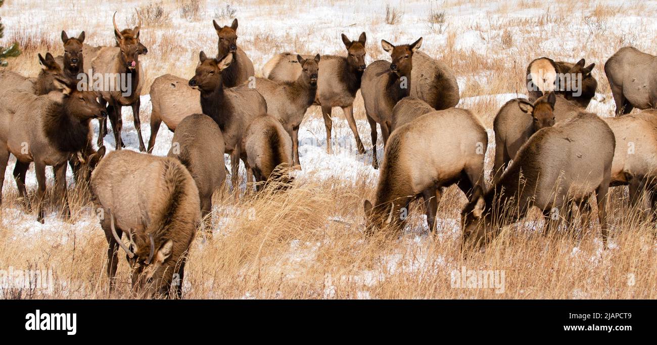 Elk in Rocky Mountain National Park, N. Colorado. The elk (Cervus ...