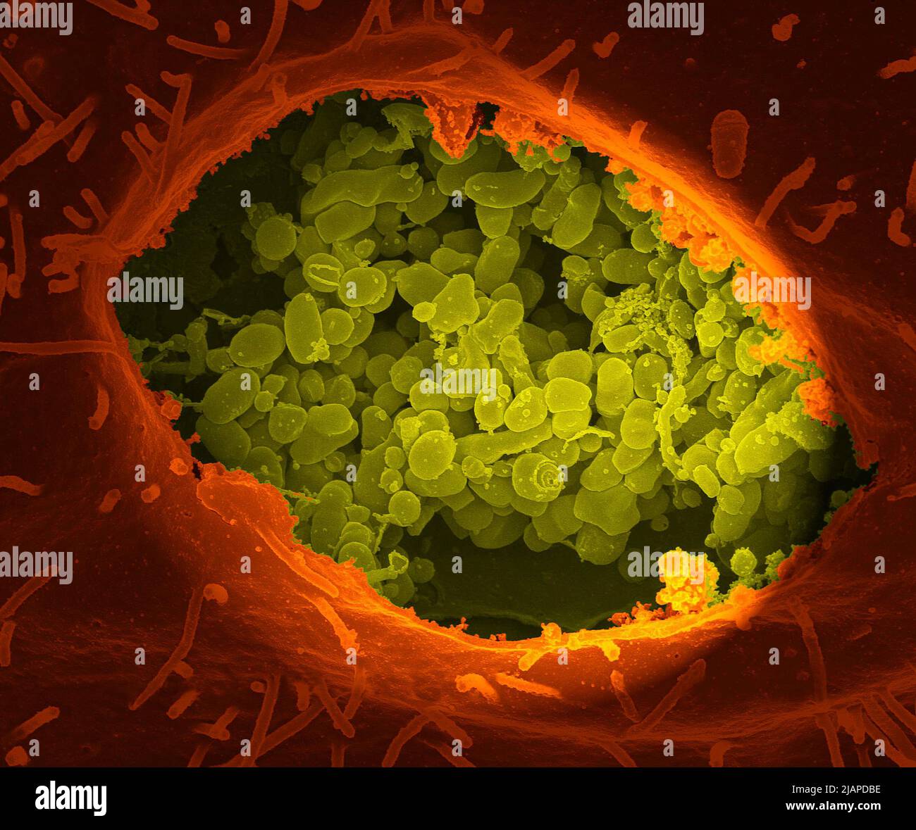 Vacuole tem hi-res stock photography and images - Alamy