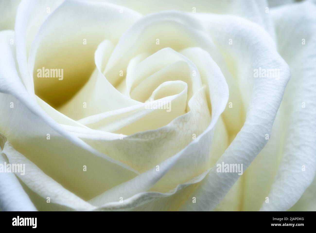 Detail of a White Rose Stock Photo - Alamy