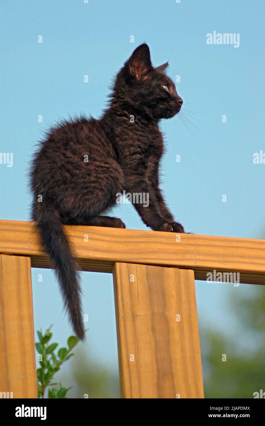 11 week old black kittens playing around the house on fences and such ...