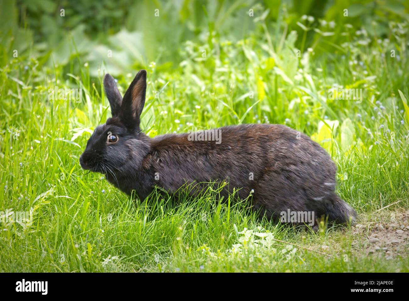 Beautiful rabbit eating grass in hi-res stock photography and images ...