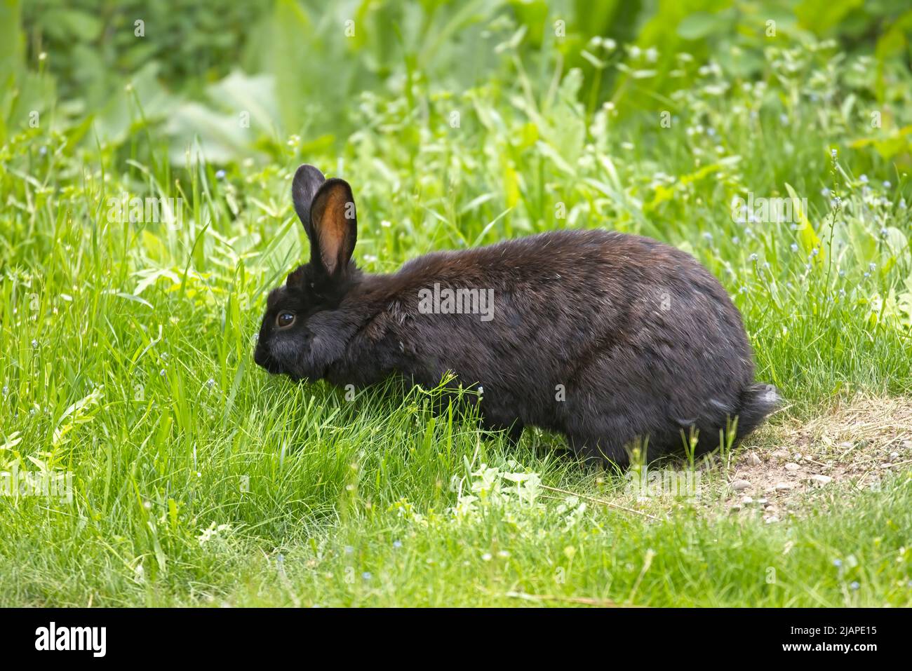 Beautiful rabbit eating grass in hi-res stock photography and images ...