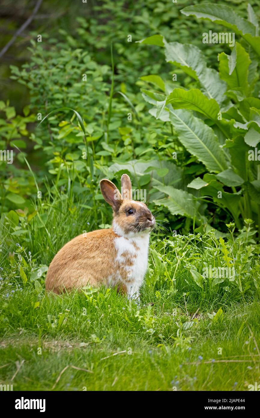 Adorable brown and white rabbit sitting up in the grass in Post Falls ...