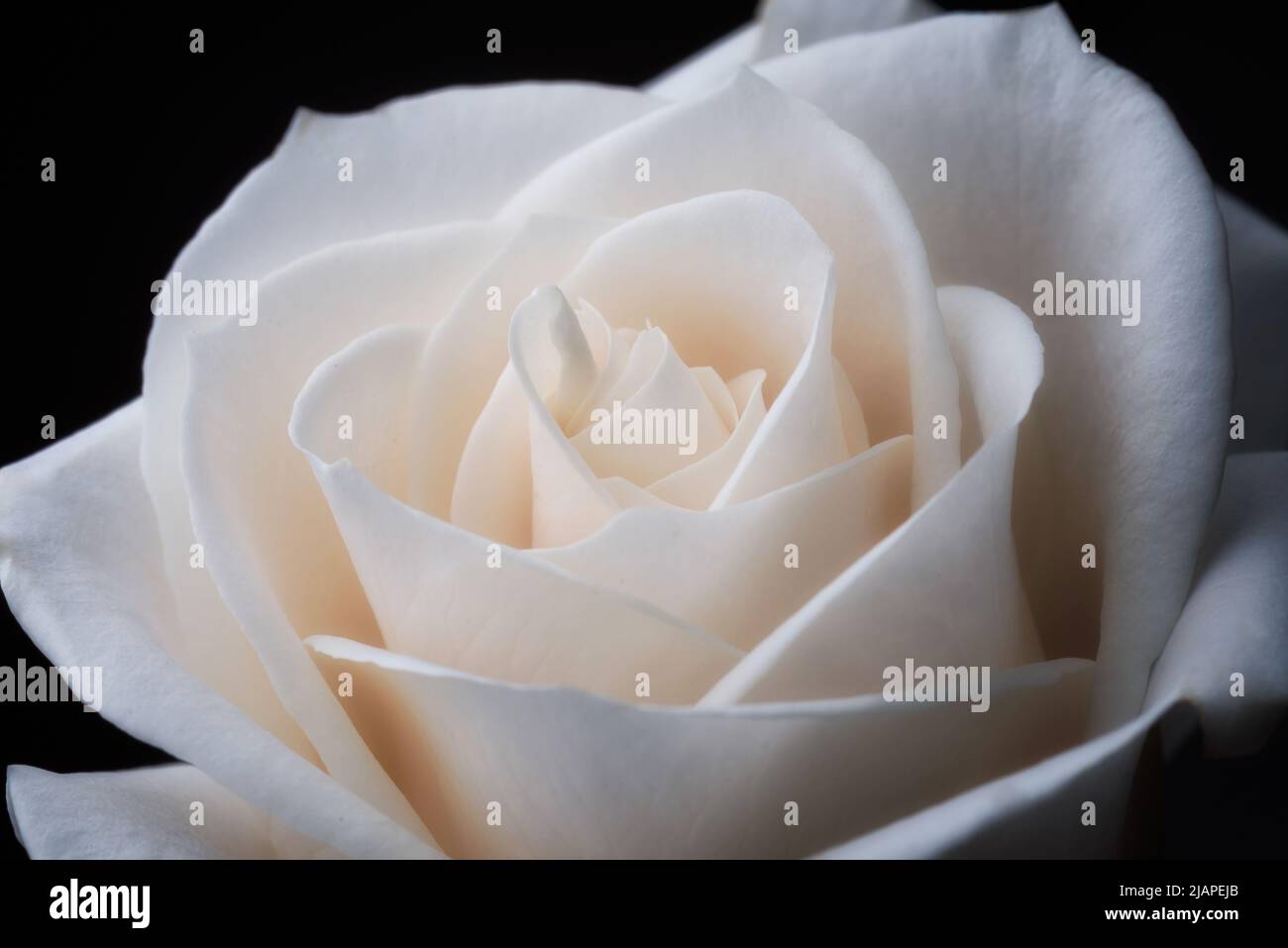 Detail of a white rose against a black background Stock Photo - Alamy