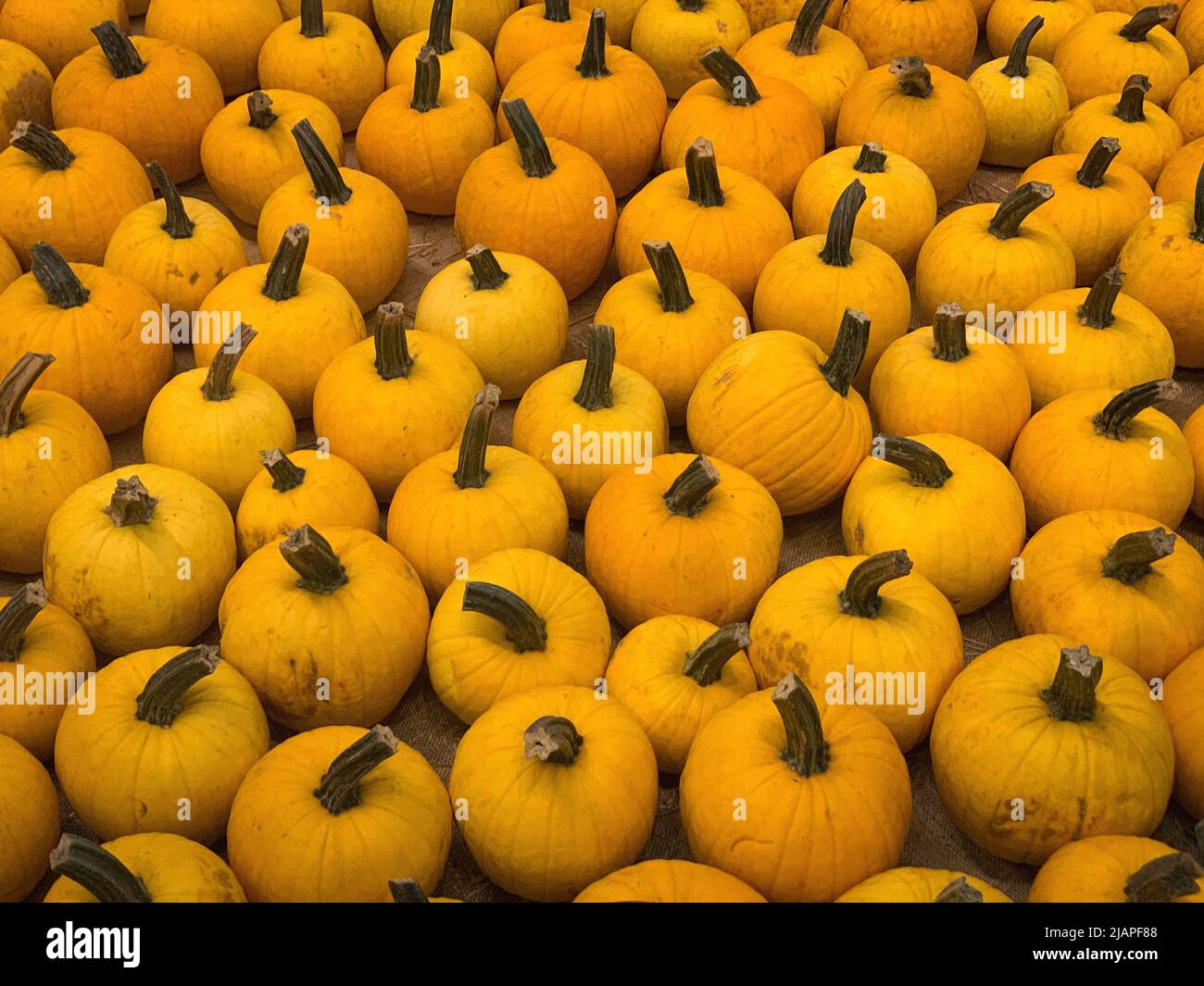 Selection of pumpkins. Yellow Stock Photo - Alamy